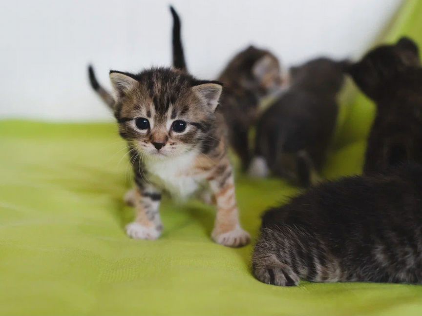 Малышки в добрые руки