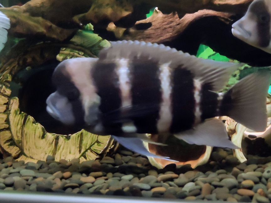 Фронтоза бурунди