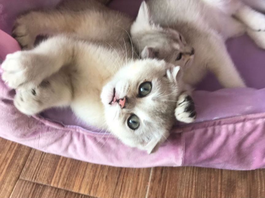 Британская серебристая шиншилла