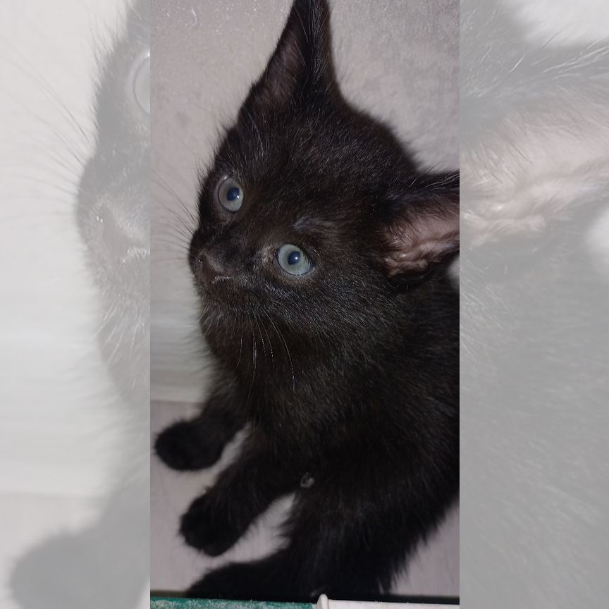 Черный котенок (мальчик) в добрые руки