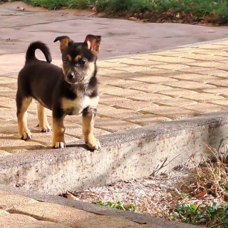 Щенок в добрые руки