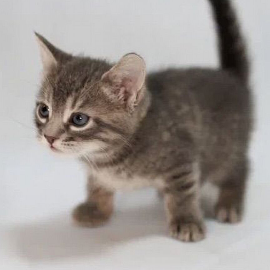 Котята