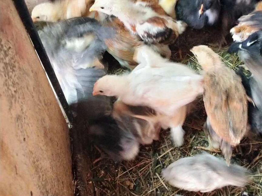 Домашний цыпленок 1 месяц