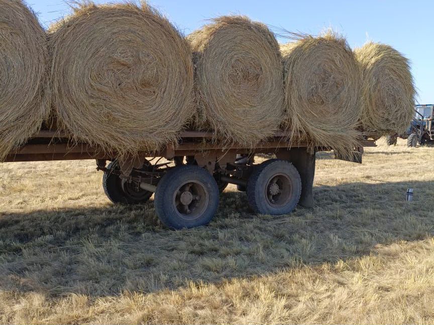 Сено в рулонах