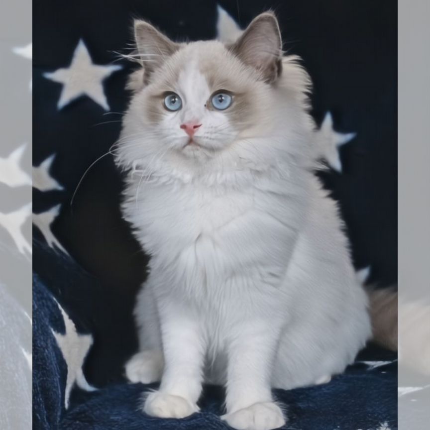 Рэгдолл котёнок