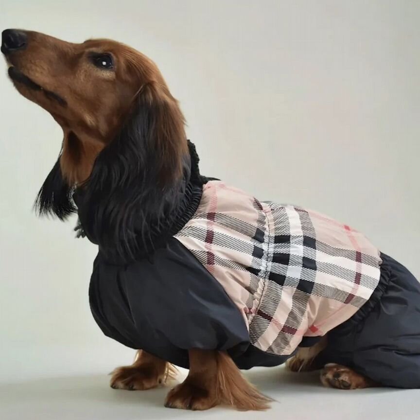 Комбинезон для таксы девочки