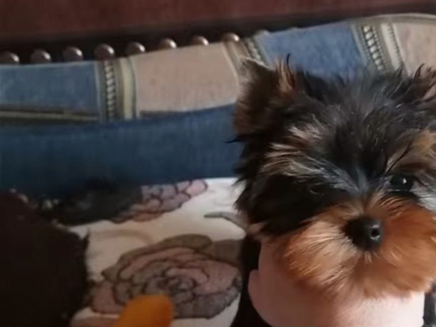 Йоркширский терьер мини щенки