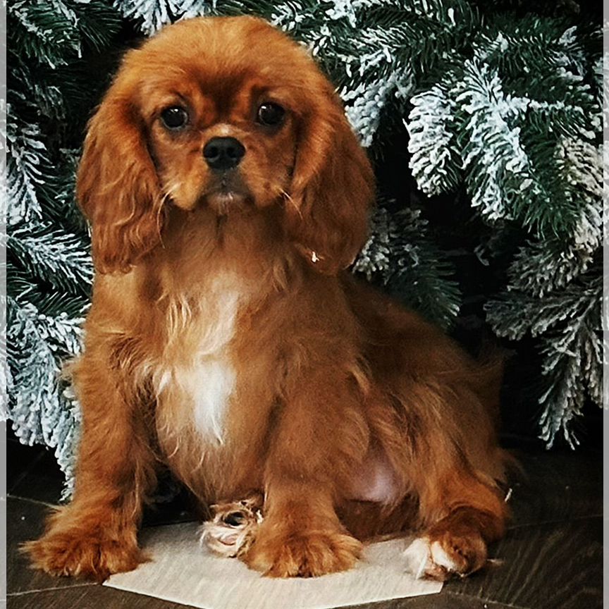 Кавалер кинг-чарльз-спаниель, щенок