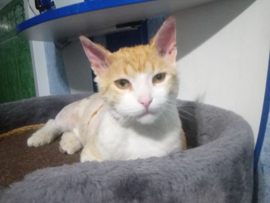 Котик 8 мес-кастрирован