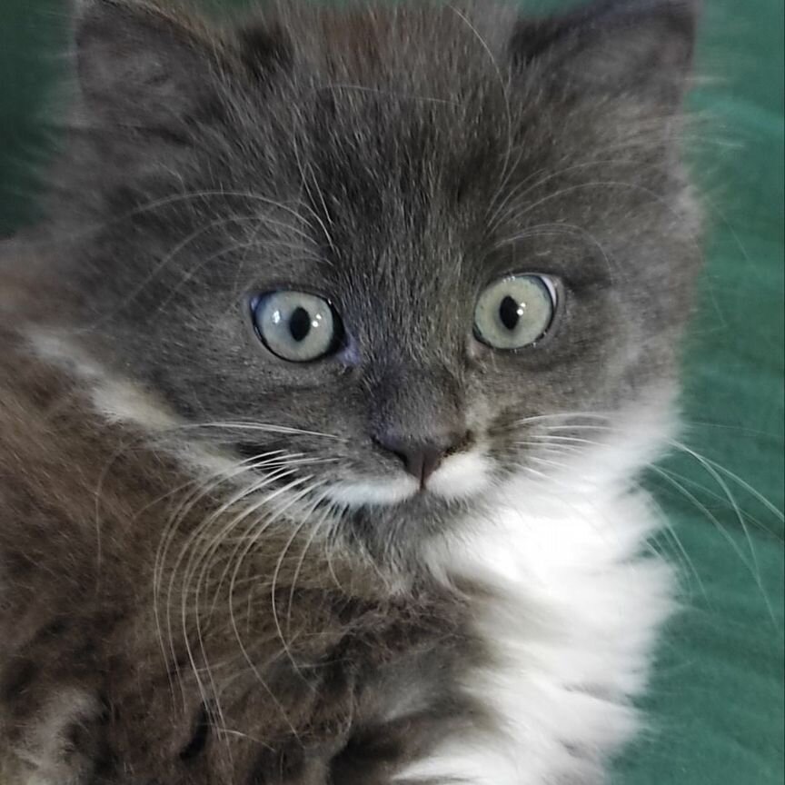 Котёнок