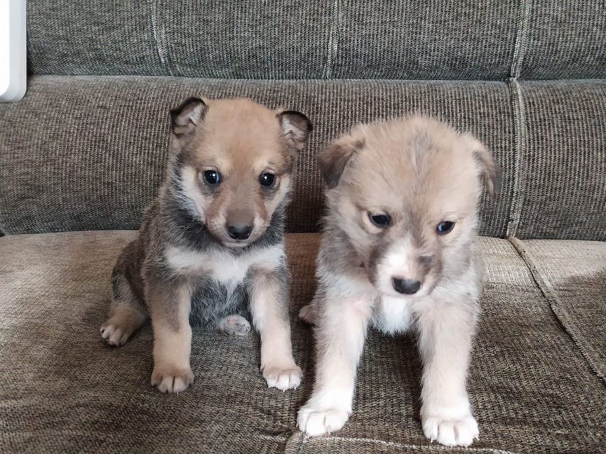 Лапоньки-щеночки ждут добрых и заботливых хозяев