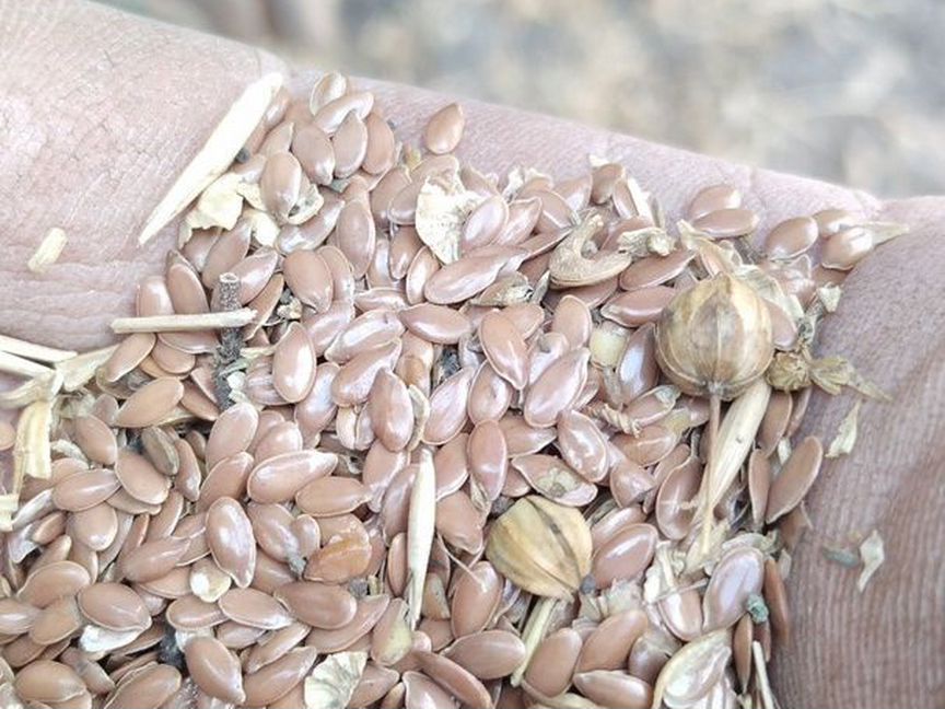 Лён масличный