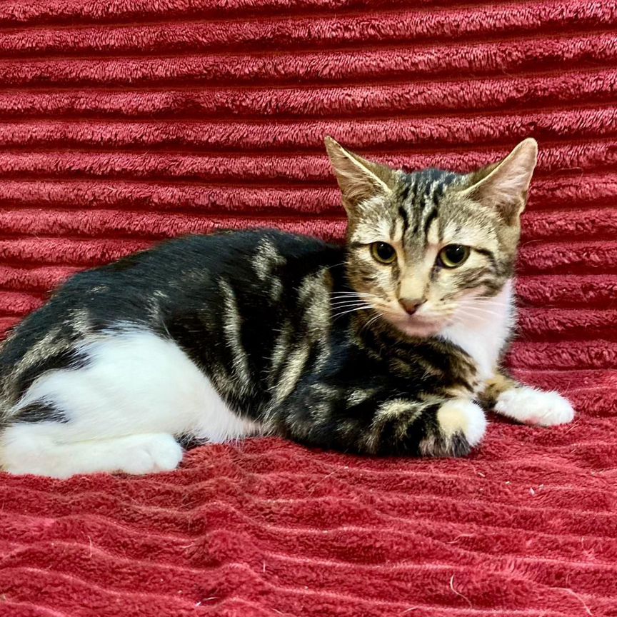 Котёнок мальчик в добрые руки