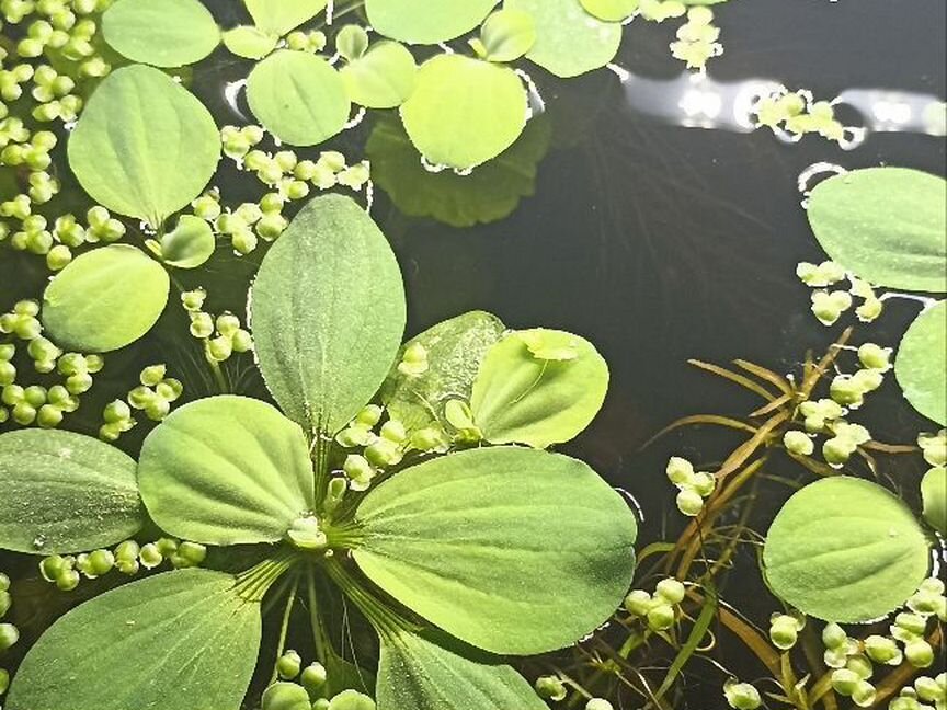 Пистия, улитки физы