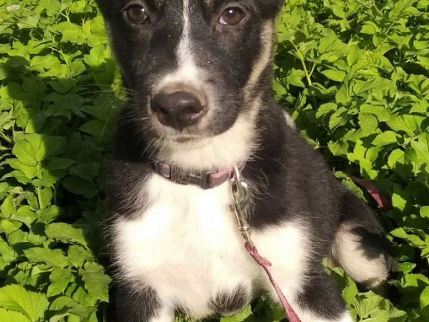 Собаки бесплатно в добрые руки