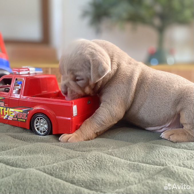 Американский булли лиловый триколор мальчик