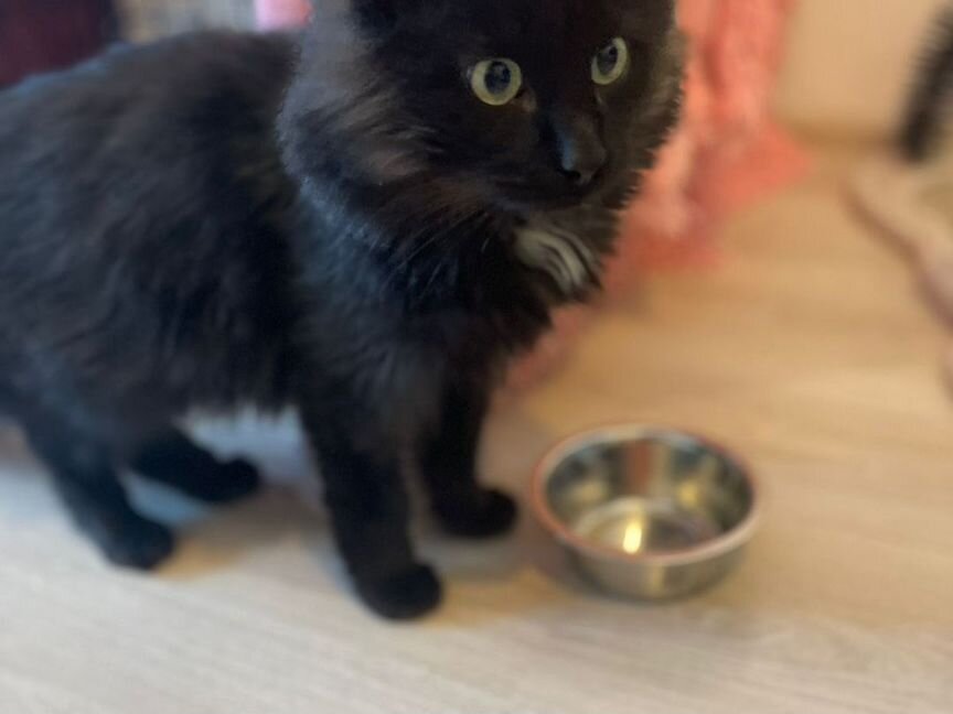 Котик