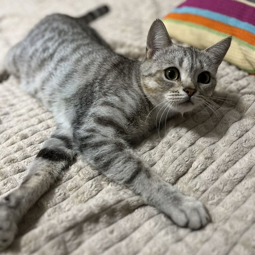 Метис шотландской в дар