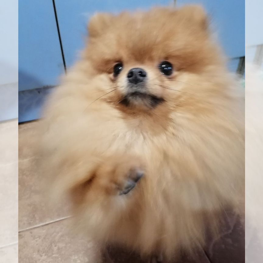 Померанский шпиц, щенок