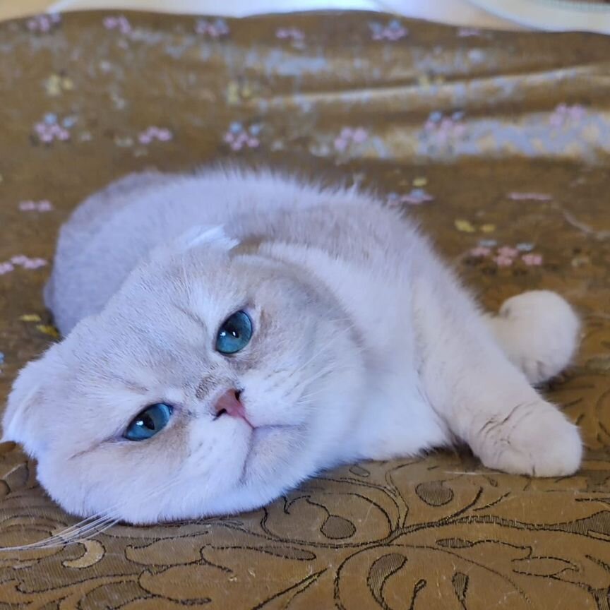 Лиловый жемчуг котик