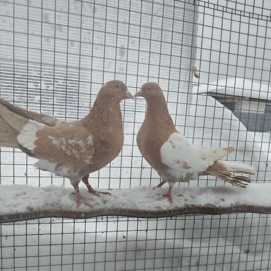 Бакинские голуби