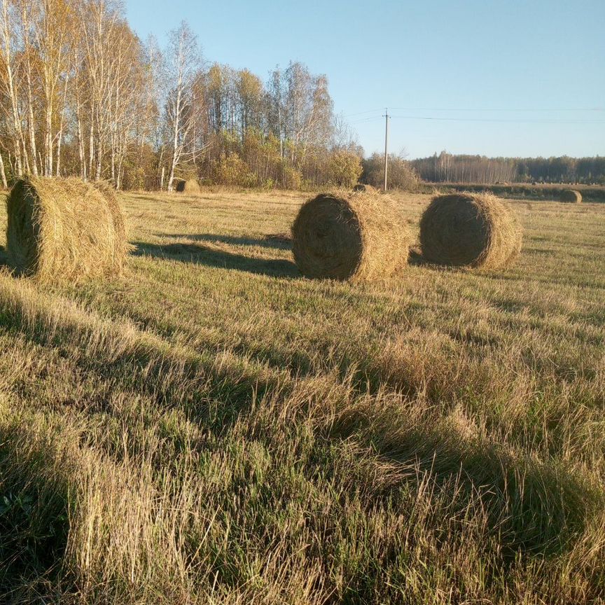 Продам сено в рулонах