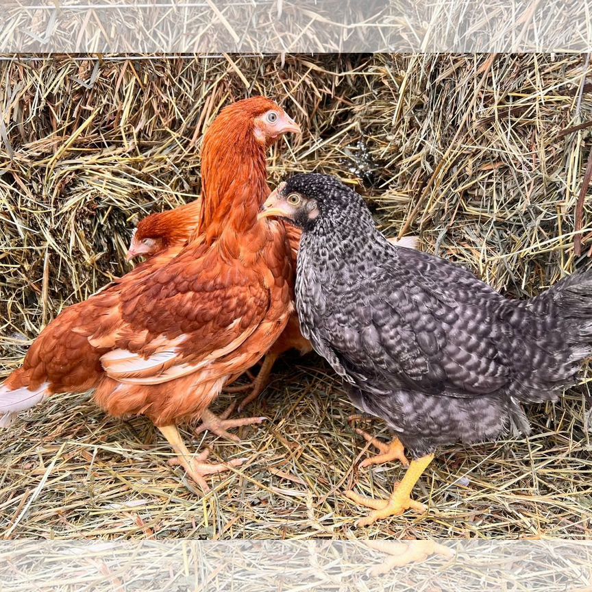 Куры несушки