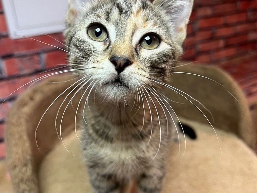 Котенок девочка Мия 3 мес ищет дом