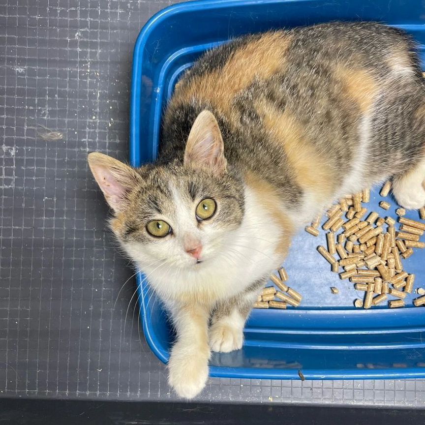 Котёнок девочка ласковая