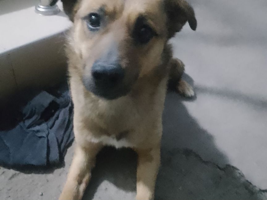 Собака в добрые руки отдам за шоколадку