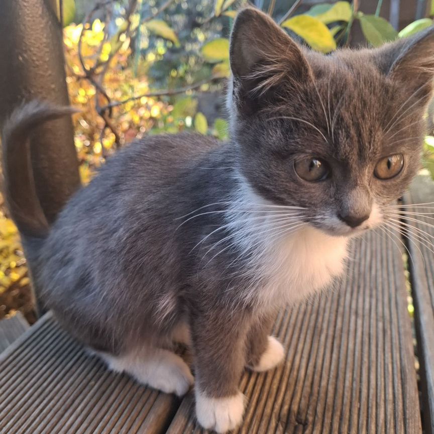 Котёнок в добрые руки