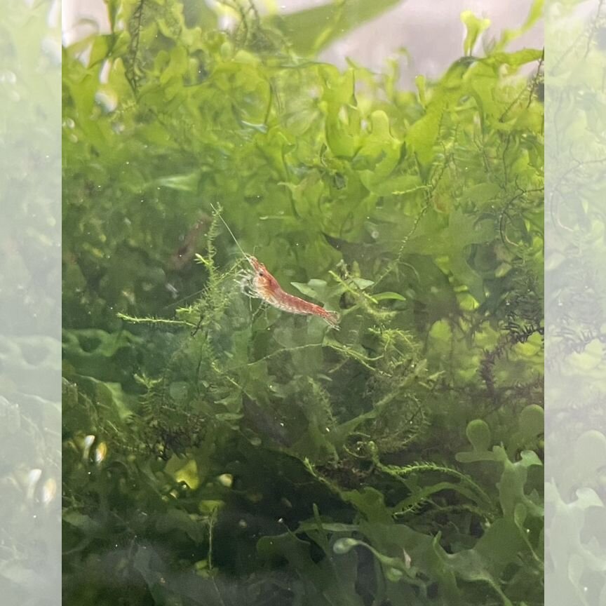 Мох, Креветки аквариумные черри