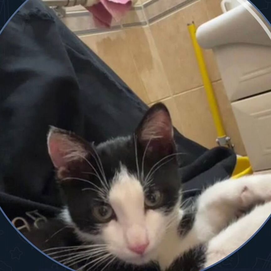 Котёнок в добрые руки