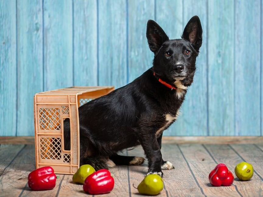 Вельш корги кардиган Мартик в добрые руки