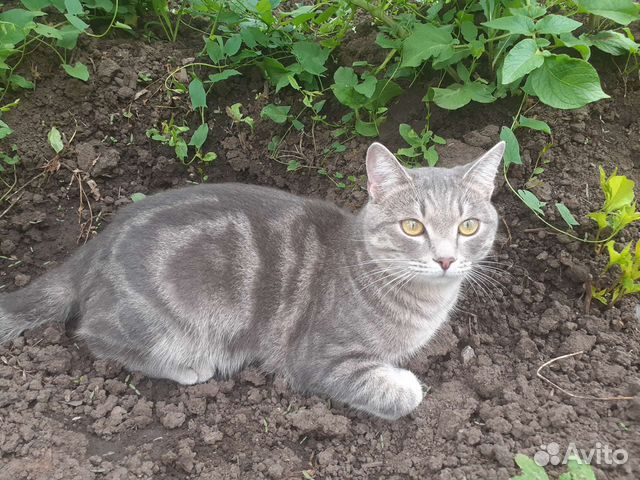Отдам котика в добрые руки