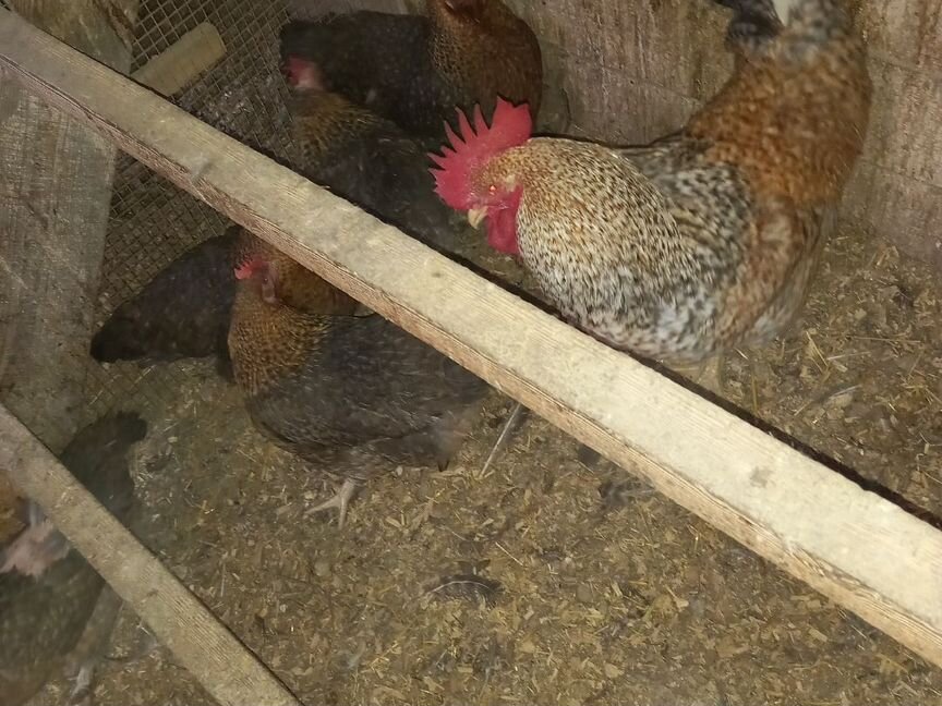 Инкубационное яйцо