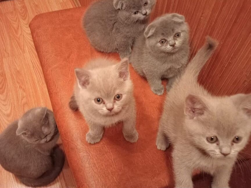 Шотландские котята