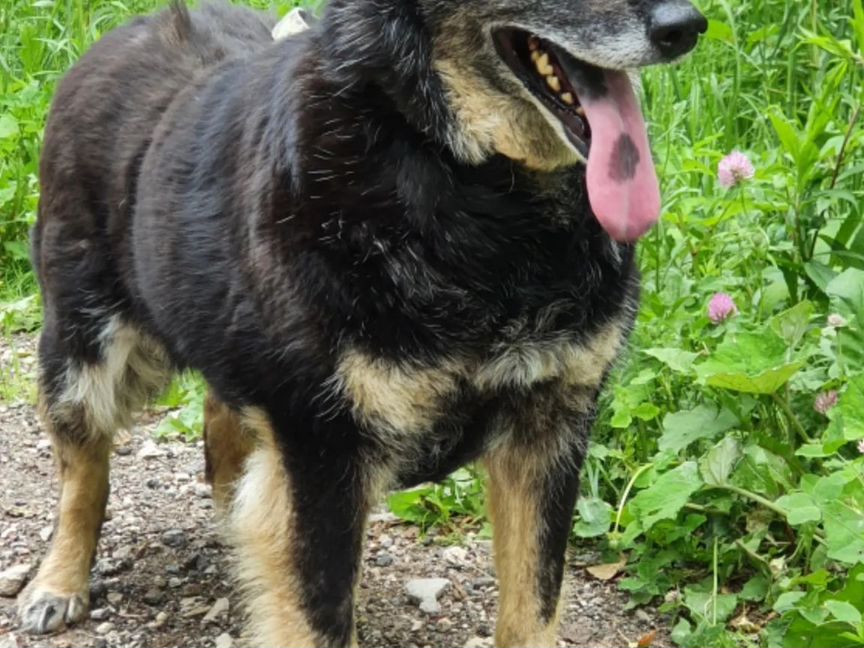 Собака ищет дом