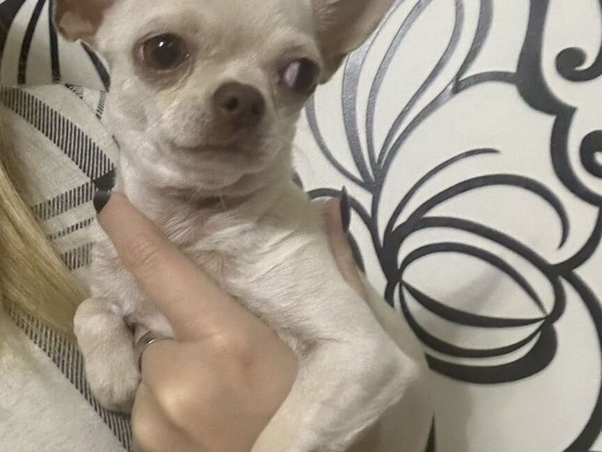 Чихуахуа мини девочка