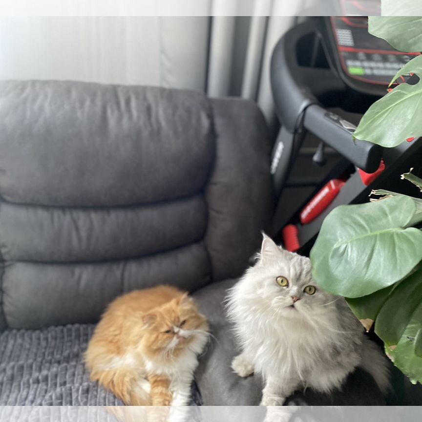 Персидские котята