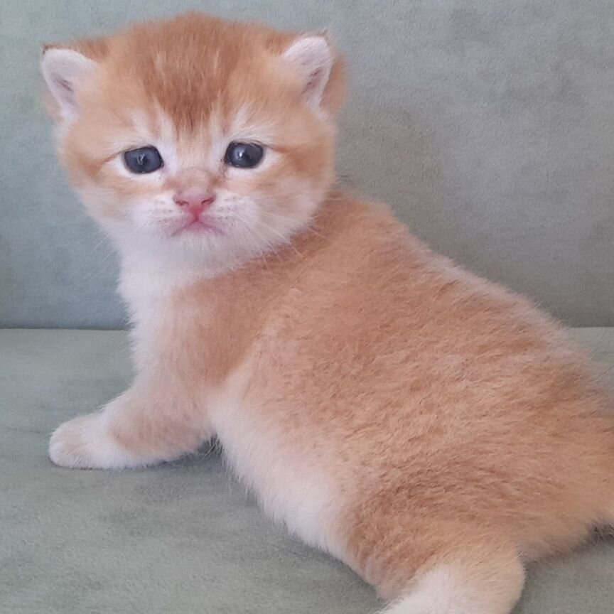 Британский короткошёрстный котёнок