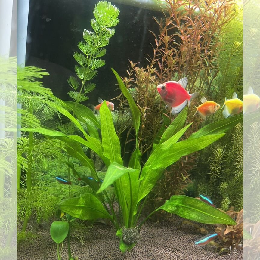 Эхинодорус блехера