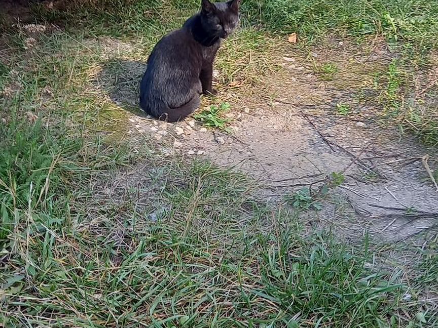Черный котенок