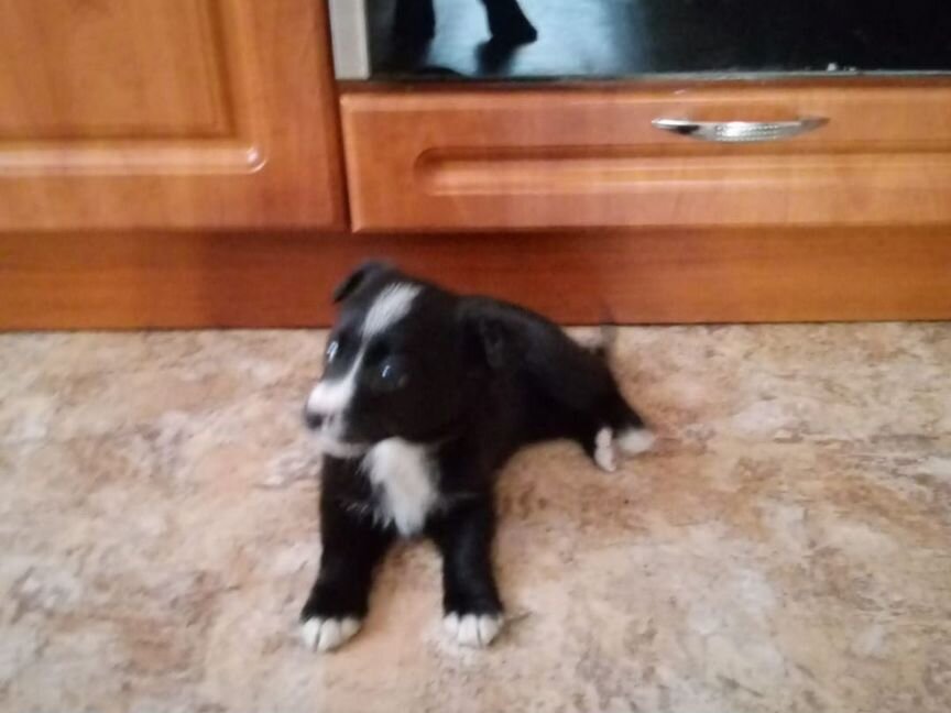 Отдам в добрые руки, маленького друга