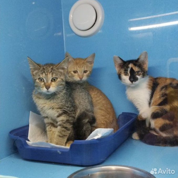 Котята с прививками, здоровы. Котята со справкой