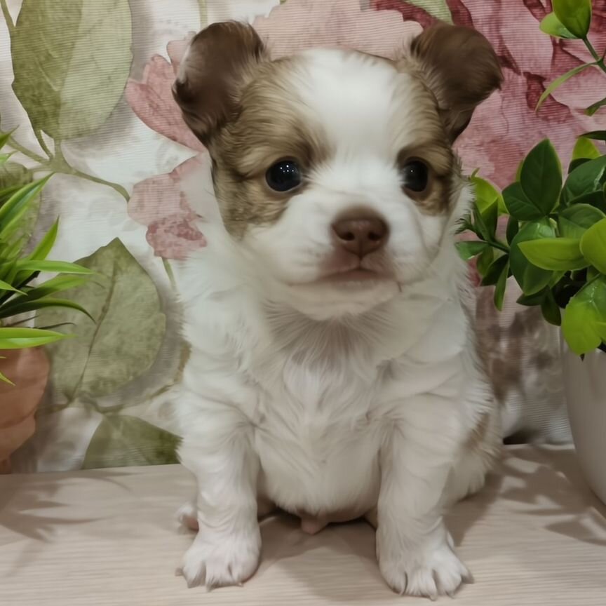 Чихуахуа, щенок