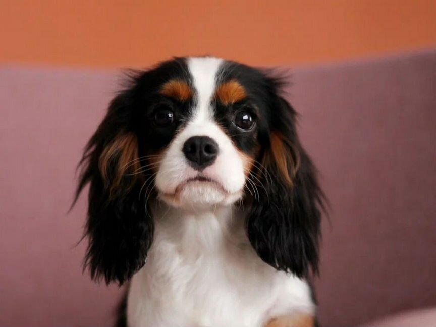 Ккчс девочка РКФ читать описание