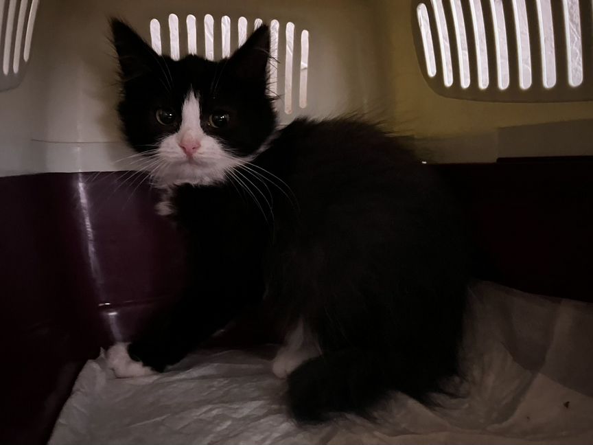 Котята, брошенные на дачах