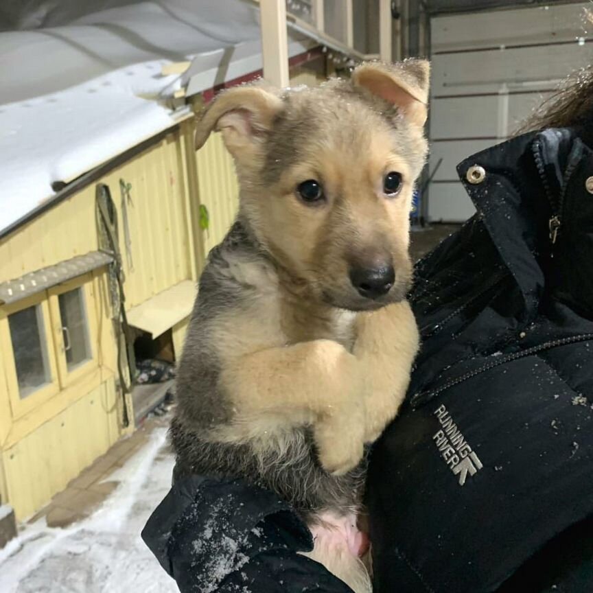 Щенок мальчик в добрые руки