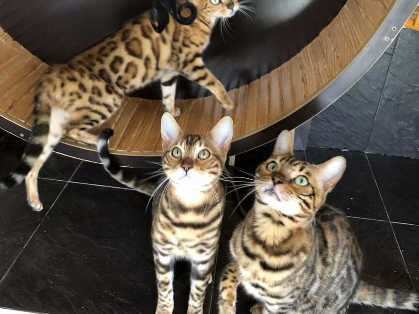 Бенгалы Закрытие питомника